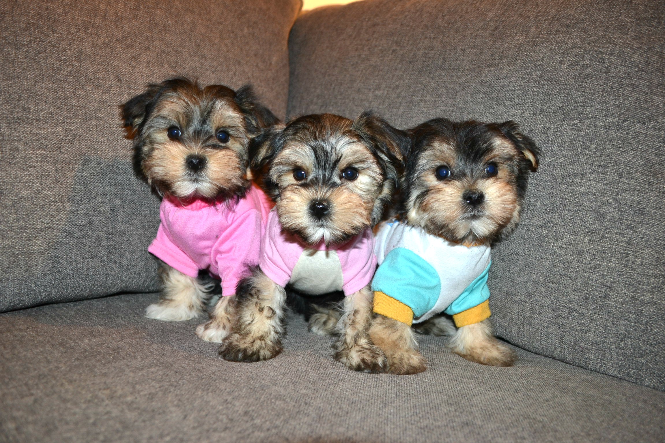 Puppies for Sale - Morkies, Maltese, Yorktese, Malshi, Teacup Pups