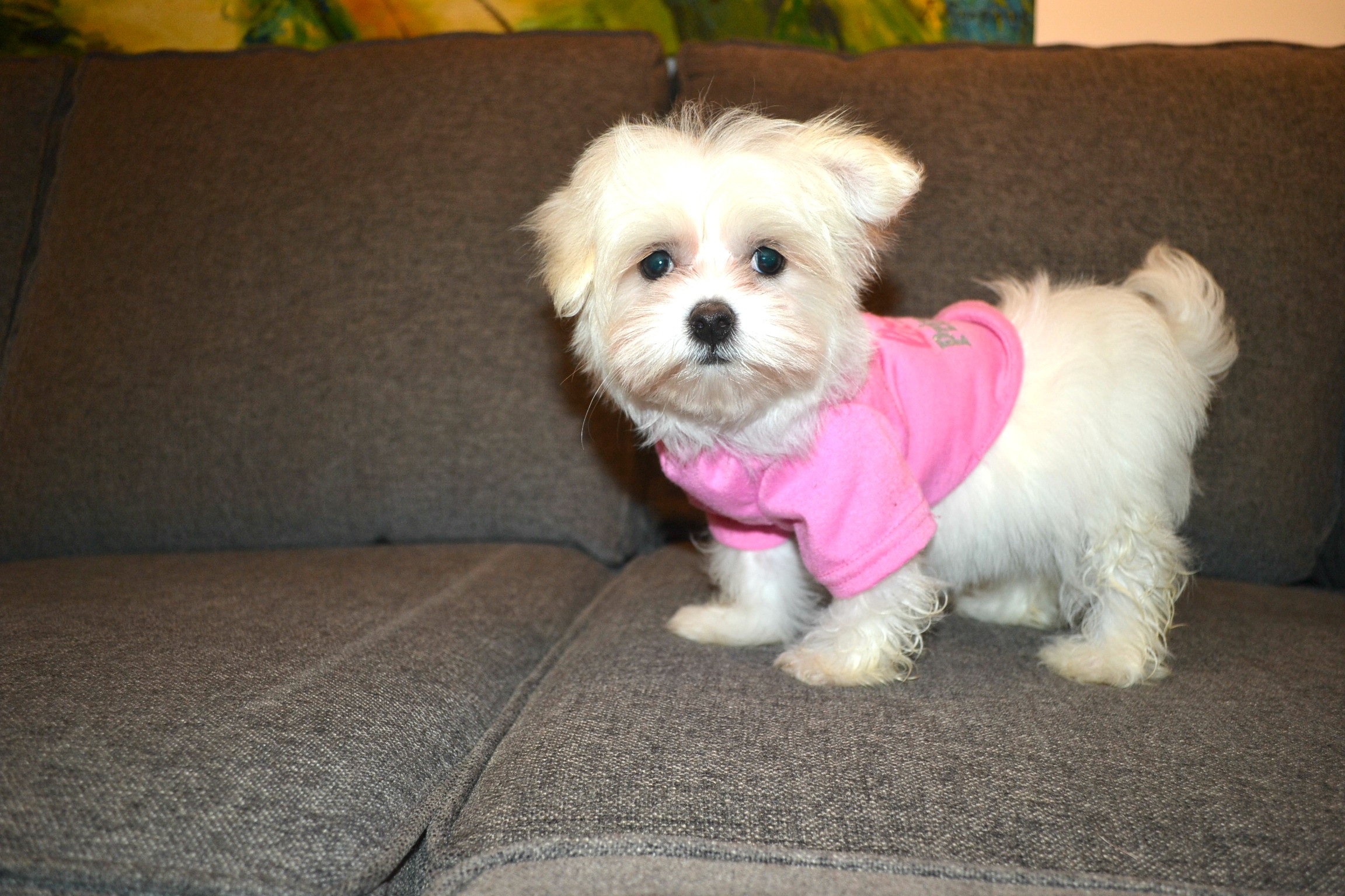 Puppies for Sale - Morkies, Maltese, Yorktese, Malshi, Teacup Pups