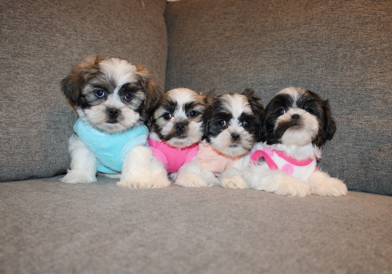 Puppies for Sale - Morkies, Maltese, Yorktese, Malshi, Teacup Pups