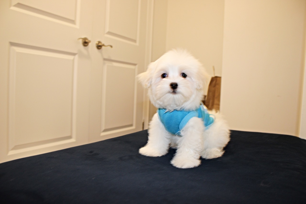 Puppies for Sale - Morkies, Maltese, Yorktese, Malshi, Teacup Pups